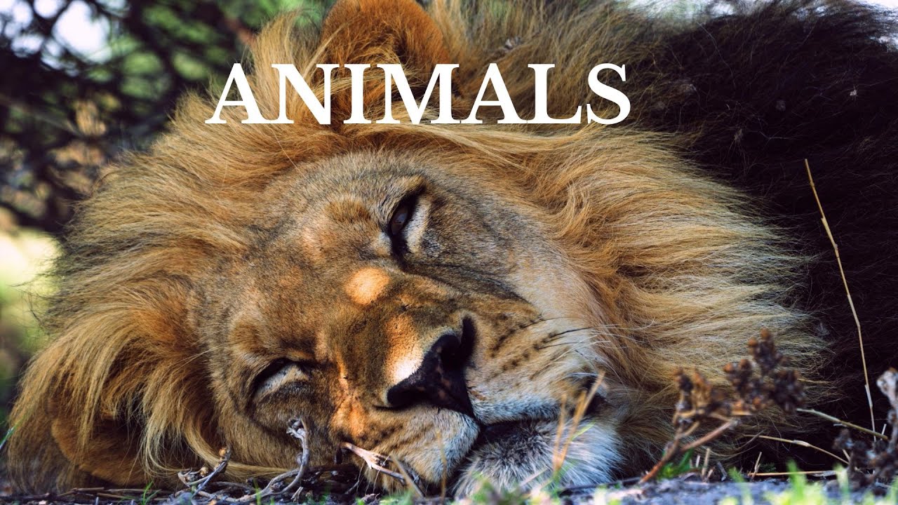 Zvířata ze světa 🦁 | Učíme se zvířátka anglicky | Animals Of The World ...
