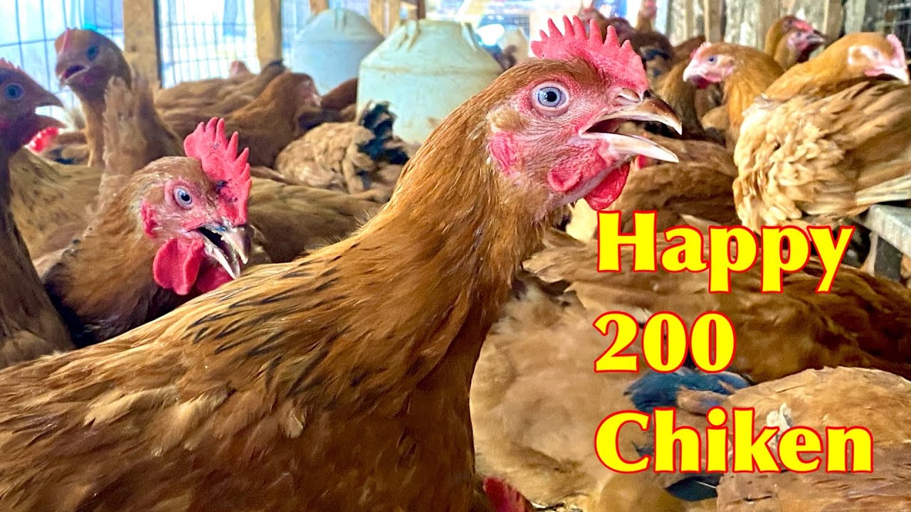 Happy 🐣🐔 200 chiken - YouTube