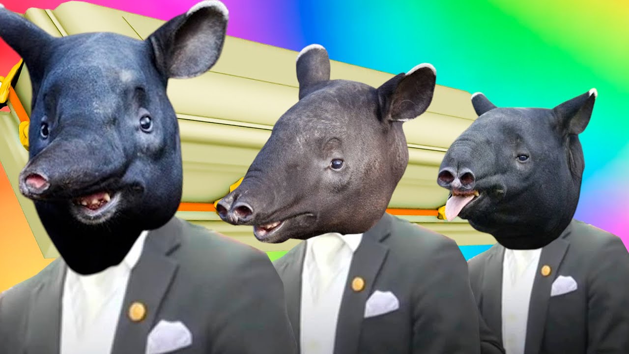 Brazilian Tapir - Coffin Dance Song (COVER) - YouTube