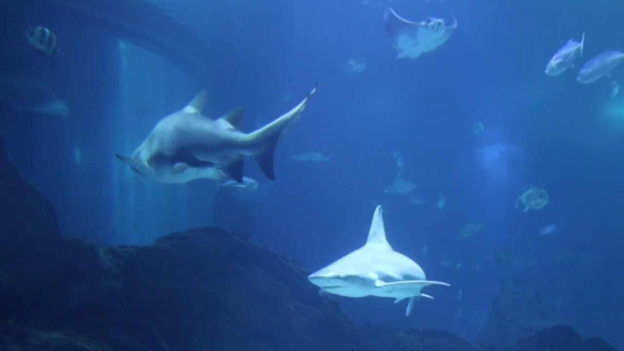 Amazing and most beautiful fish vedio| under water sea| Pak World ...