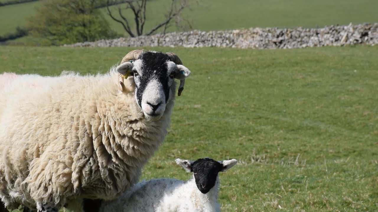 Farming Life S2E15: The Start Of Lambing(Cute Lambs) - YouTube