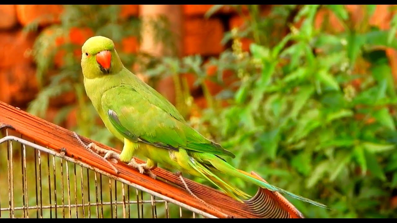 Parrot sound voice (4k) | parrot ki awaaz natural - YouTube