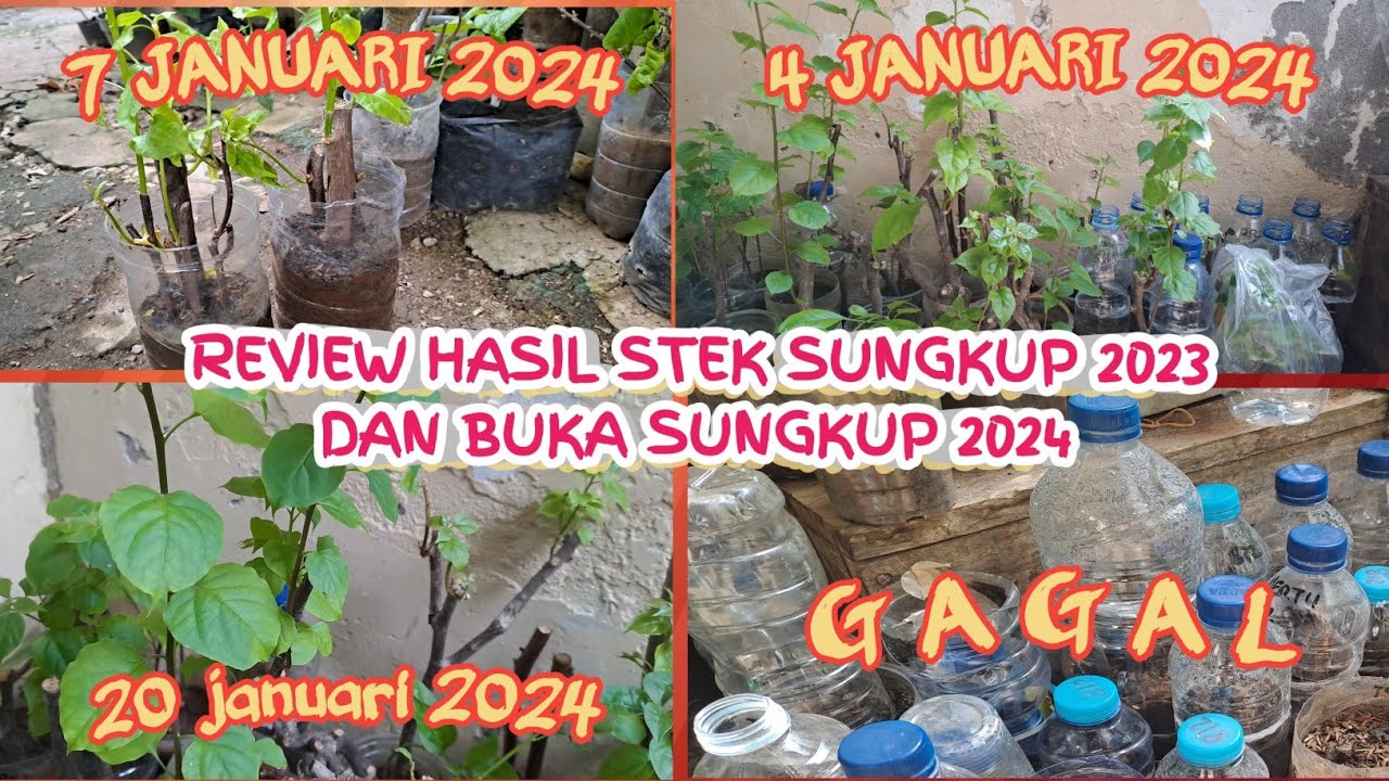 CARA STEK SUNGKUP & BUKA SUNGKUP AGAR TIDAK LAYU & STREES 2023-2024 ...