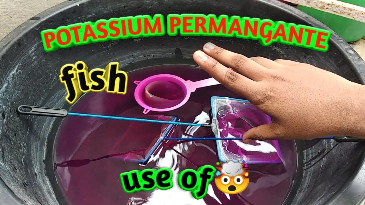 potassium permanganate fish treatment malayalam#aquariumfishfish # ...