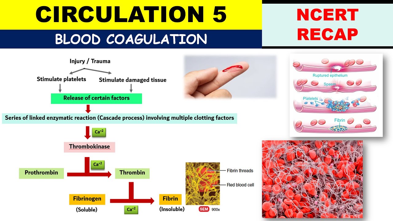 Circulation NCERT 5 | Blood coagulation or Clotting | Clotting factors ...