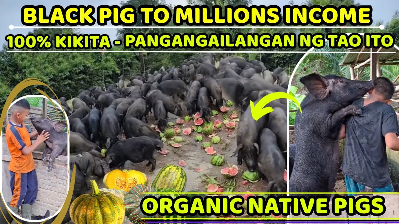 BLACK PIG TO MILLION INCOME - ORGANIC NATIVE PIG - 100% KIKITA DAHIL ...