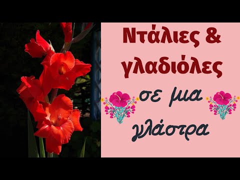 Γλαστρα με νταλιες και γλαδιολες - YouTube