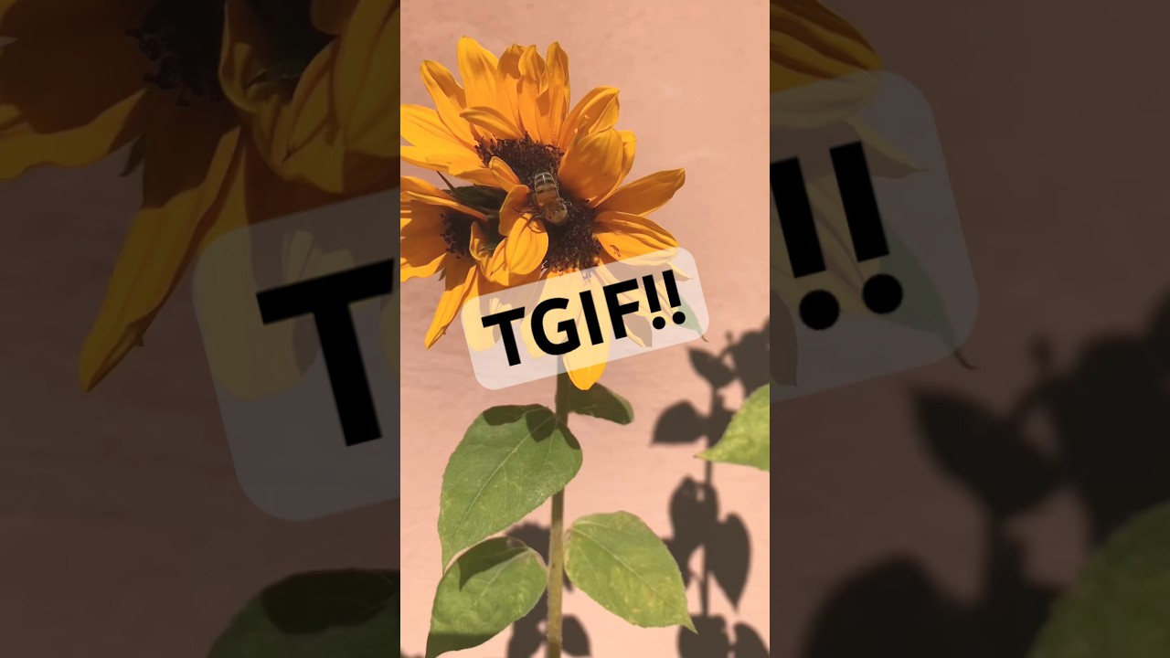 🌻 TGIF! 3 Headed Sunflower! #plants #garden #flowers - YouTube