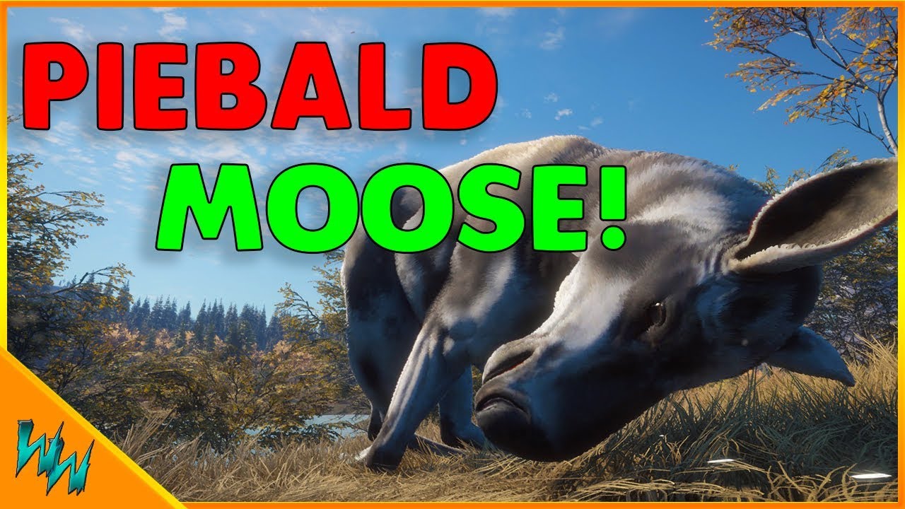 Piebald Moose! - TheHunter: Call of the Wild - YouTube