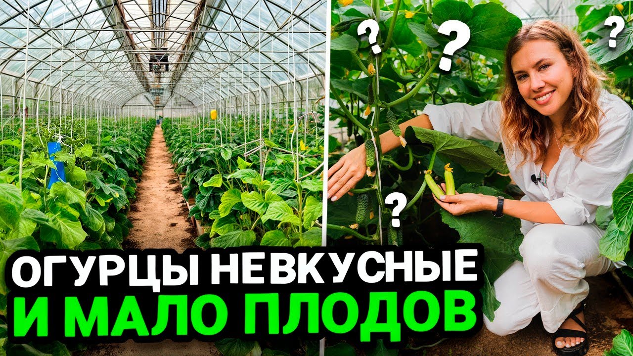 ПОЧЕМУ ОГУРЦЫ НЕ ЗАВЯЗЫВАЮТСЯ, НЕВКУСНЫЕ, БОЧКООБРАЗНЫЕ - YouTube