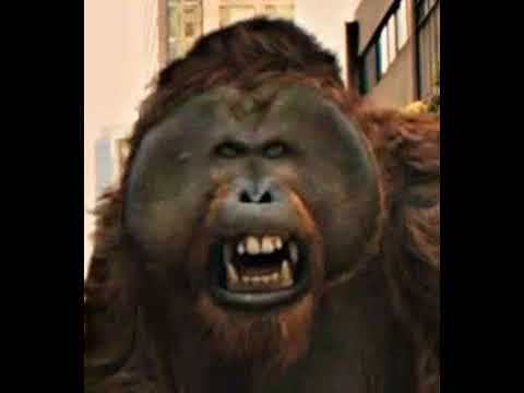 (Dawn Of The Planet Of The Apes 2014) Maurice's Roar 🐵 🔊 - YouTube