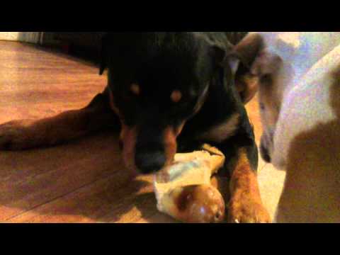 Rottweiler Ramzes test of patience