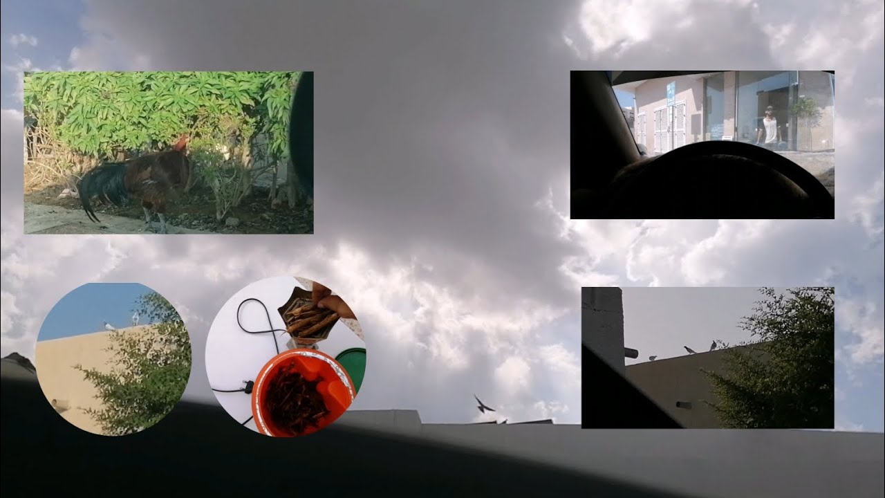 Routine in week | Waqas Gul Zada WGZ - YouTube