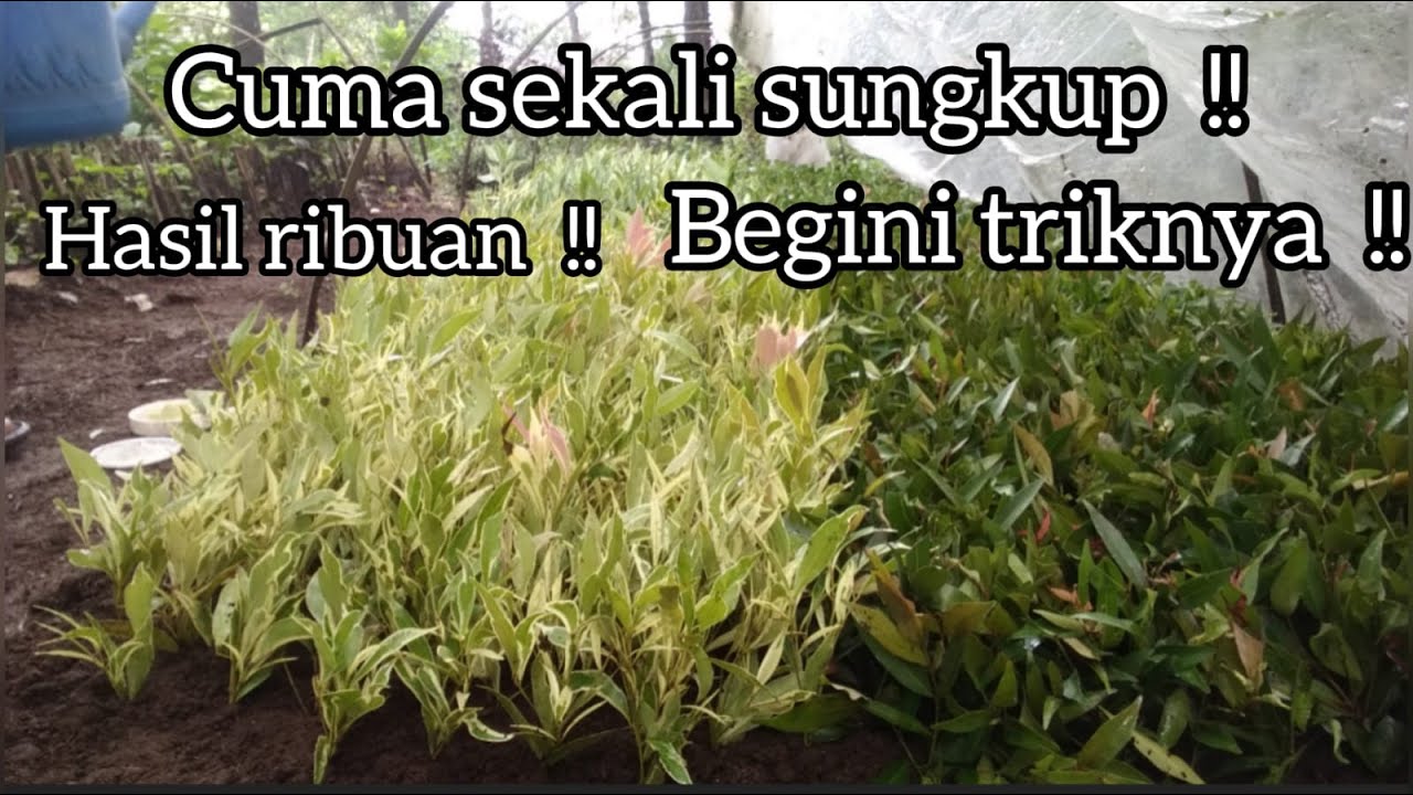 Cara Stek Tanaman Hias Pucuk Merah - YouTube