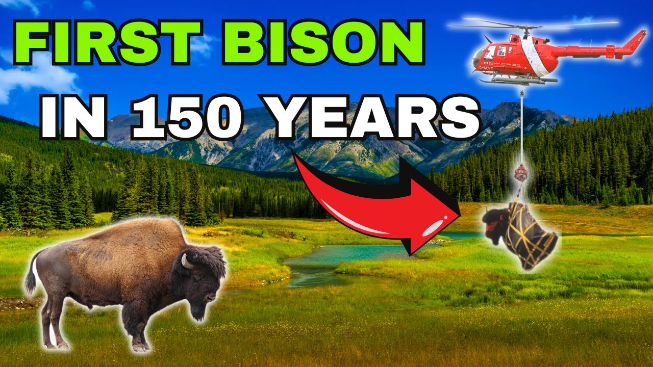 Bringing BISON Back to Canada's FIRST National Park - YouTube