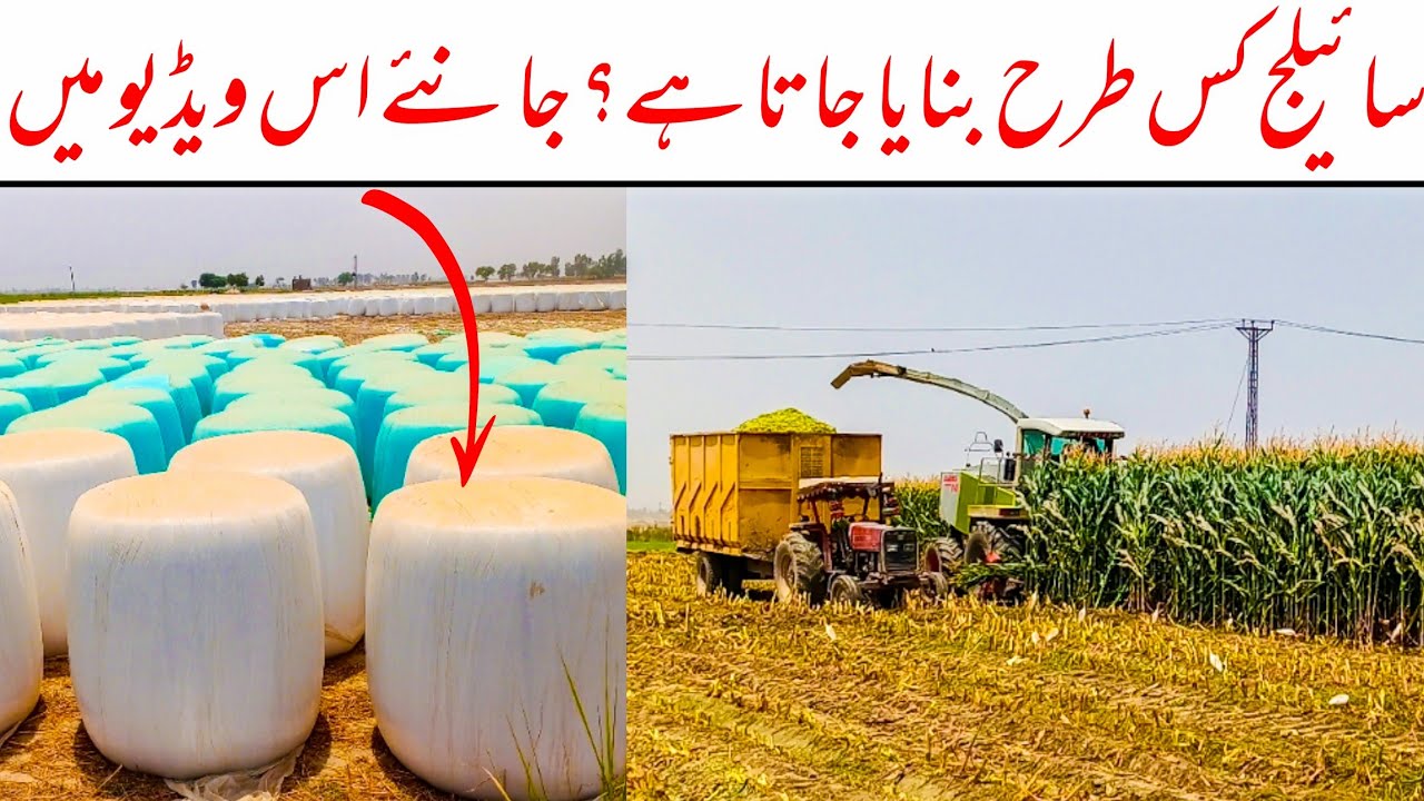 How to make maize silage | Heap-bunker silage making | Silage making ...