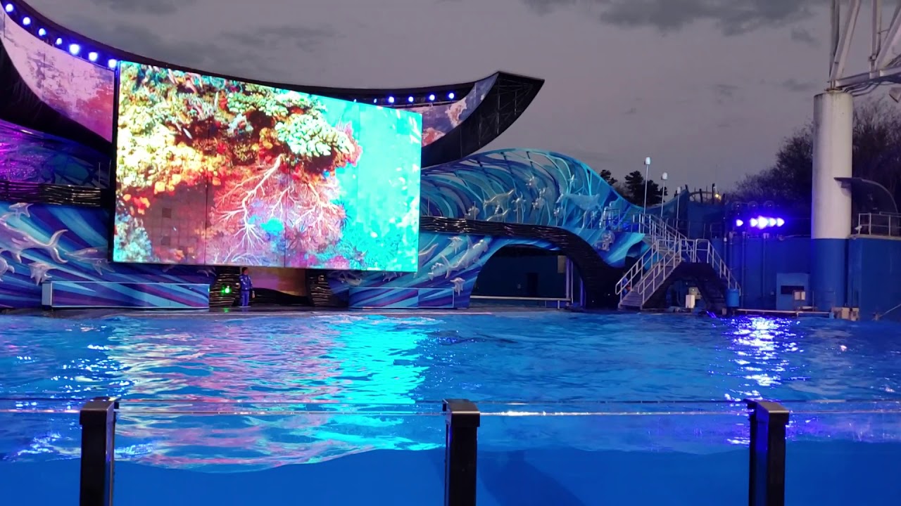 SeaWorld Orlando One Ocean Performance - YouTube