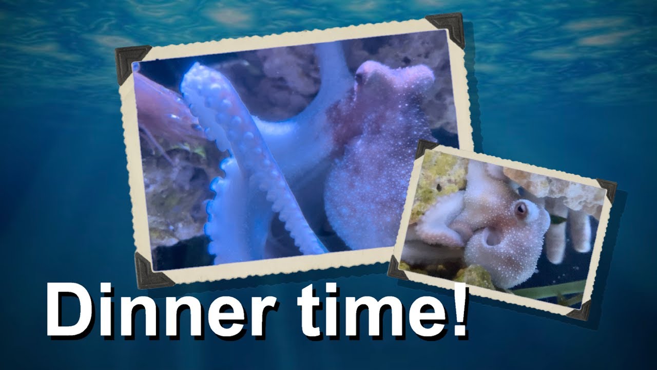 Octopus will only wake up when bribed with food! - YouTube