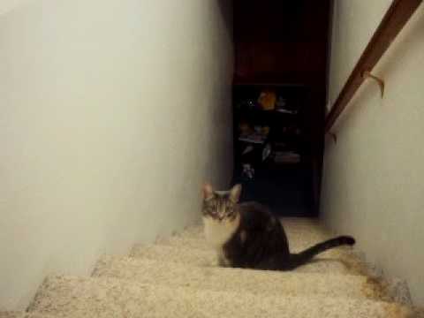 jenna's cat