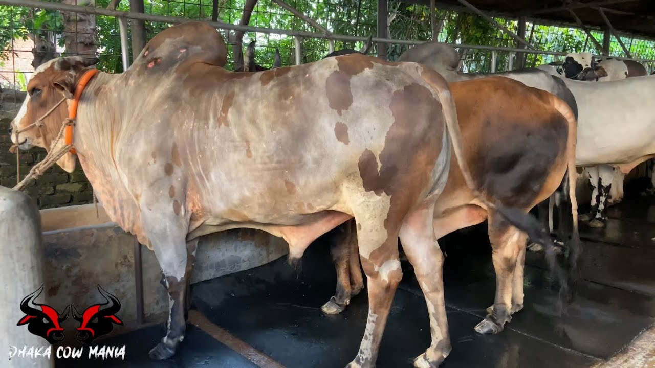 Sadeeq Agro | Indian Bulls Collection | Bolod/ Boil/ Sibbi - YouTube
