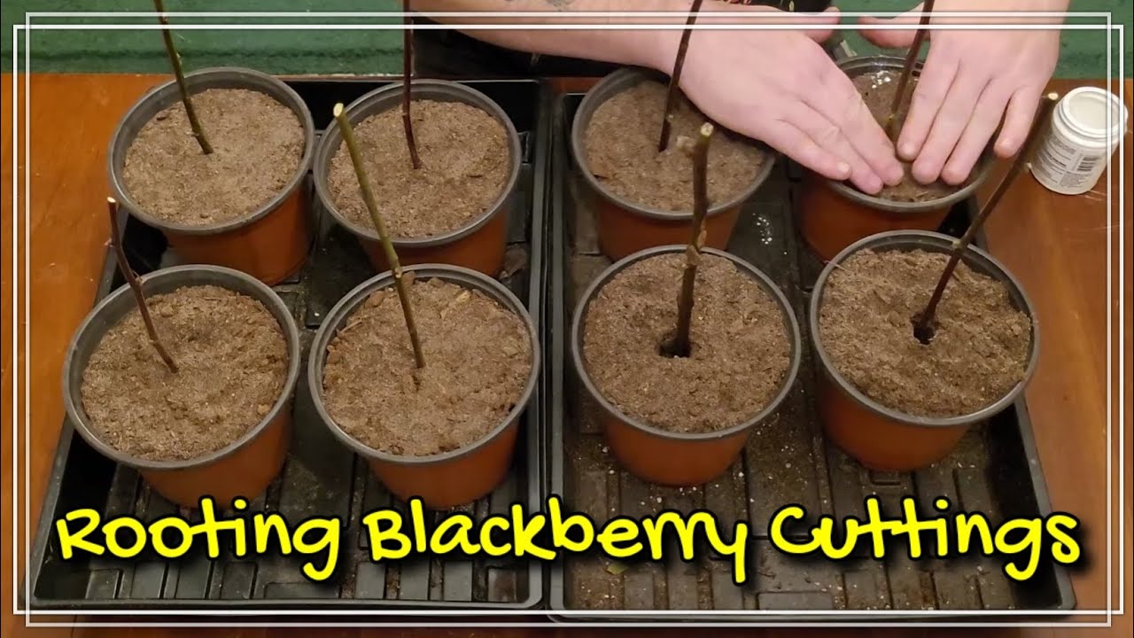 Rooting Blackberry Cuttings in Pots - YouTube