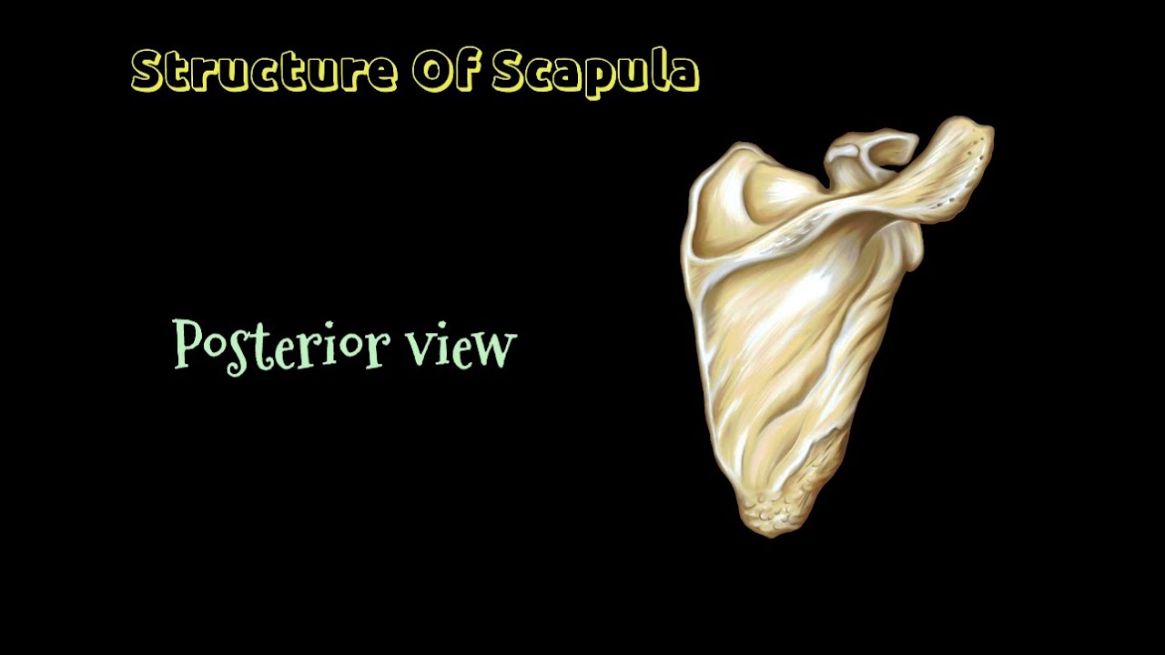 Structure of the Scapula | Upper Limb bones - YouTube