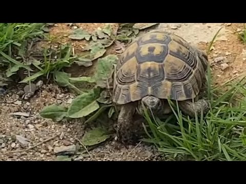 Kaplumbağa ve Kuzu Bir Arada | Huzurlu Doğa ve Göl Manzarası  kocaeli gölkay