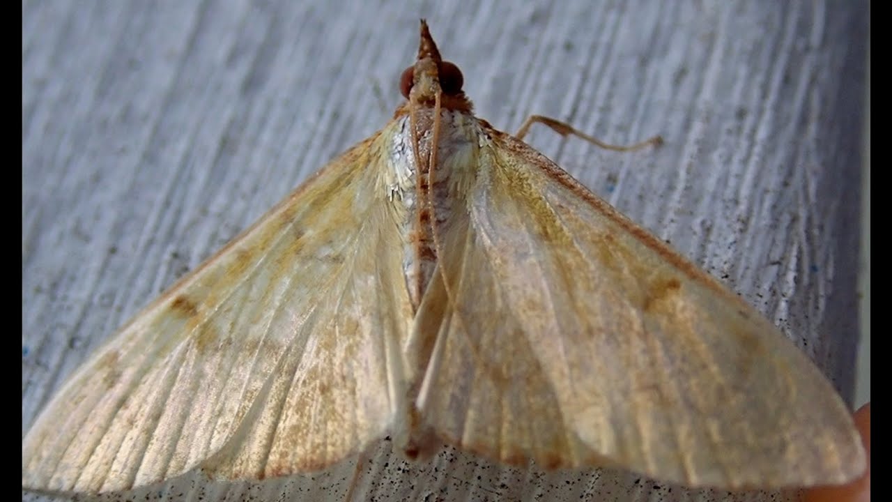 Fiddlewood leafroller / Alevilla de la péndula (Epicorsia oedipodalis ...
