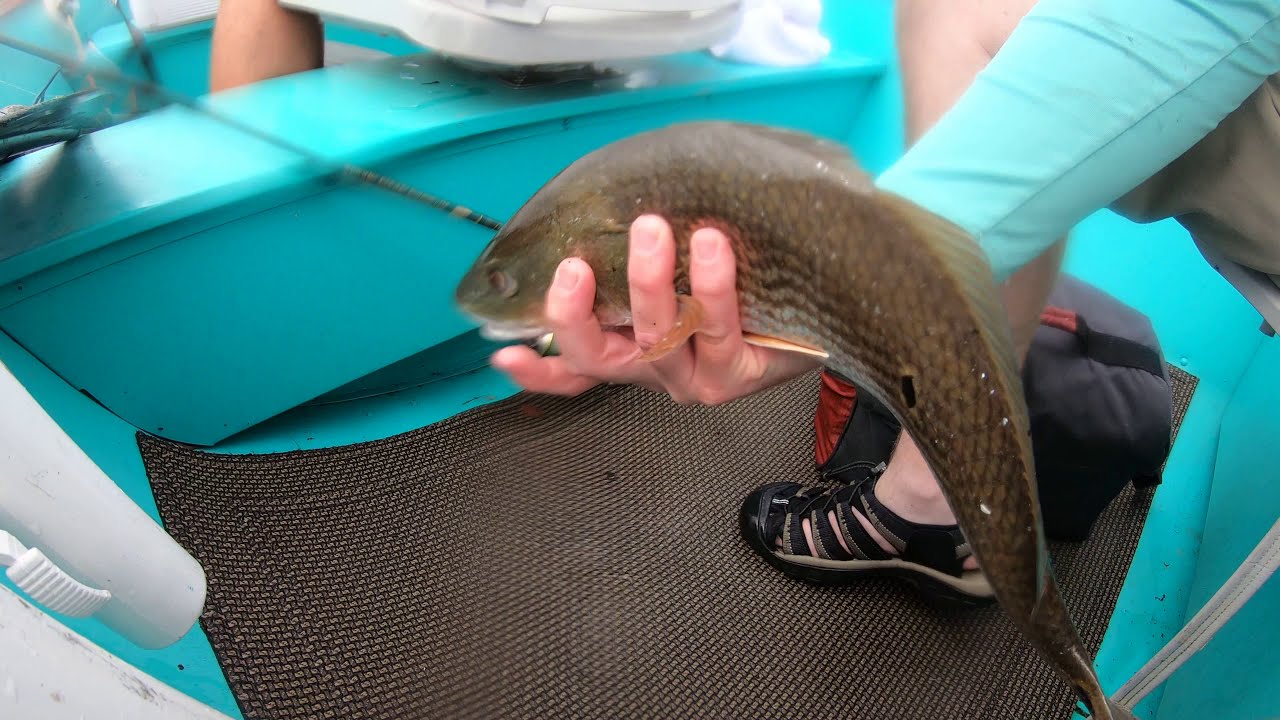 Slot Florida Creek Redfish Released - YouTube