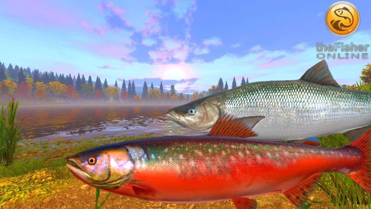 Insane Arctic Char Spot + Large White Fish | New Pechora | Fisher ...