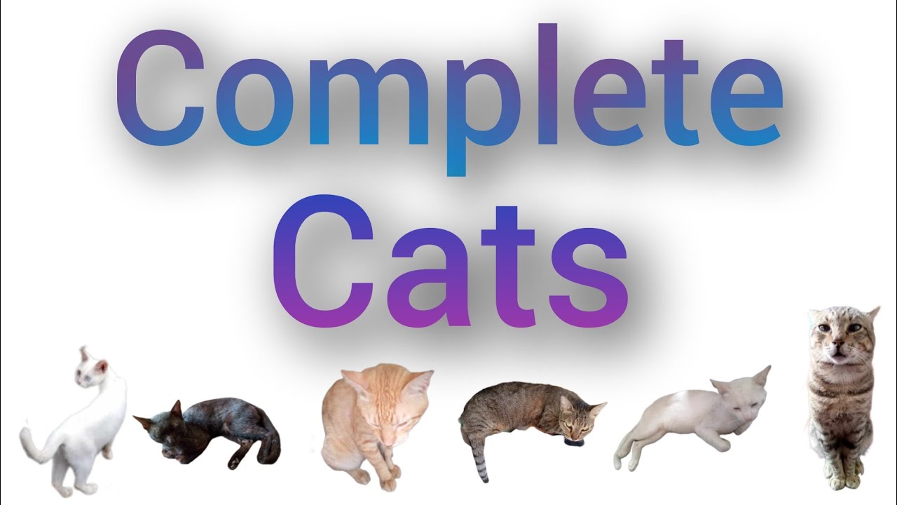 complete cats S 1 EP 7 - YouTube