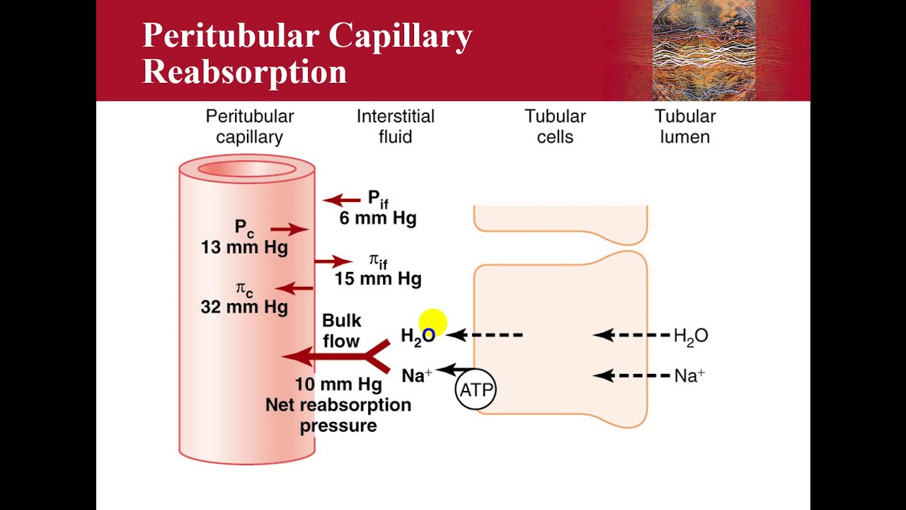 Tubular reabsorption 2 - YouTube