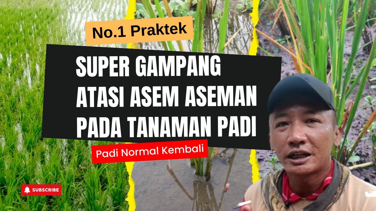 Cara mengatasi asem aseman pada tanaman padi - YouTube