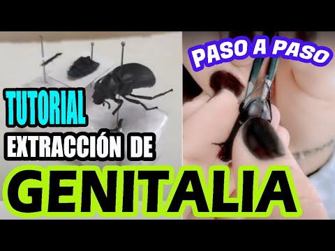 EXTRACCIÓN DE GENITALIA EN COLEÓPTEROS