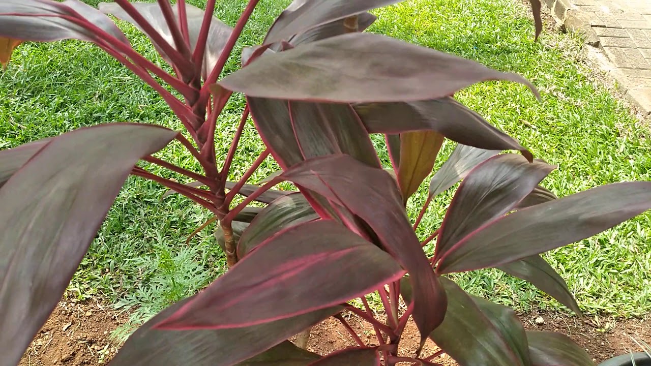 tanaman hias hanjuang daun merah - YouTube