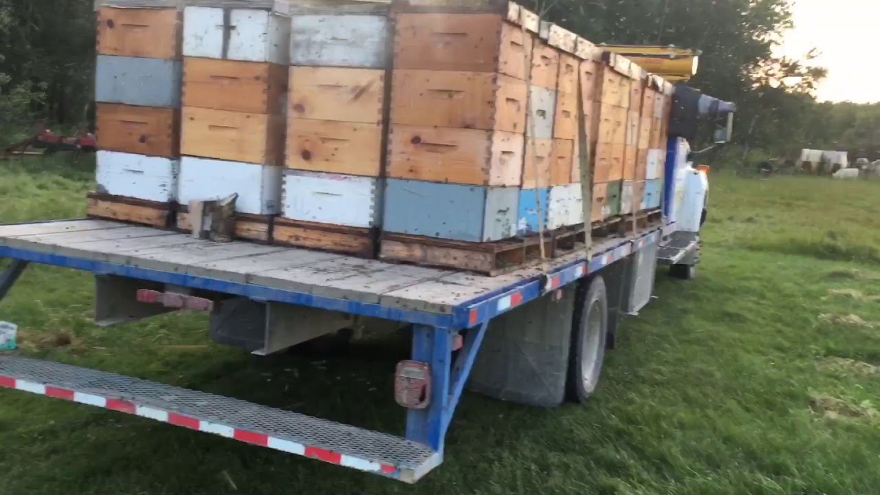 Moving bee hives to Sunflowers with an Ezyloader - YouTube