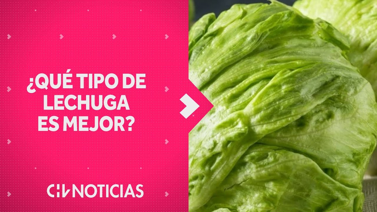 ¿QUÉ TIENE DE MALO? La razón de porqué la lechuga escarola es la que ...