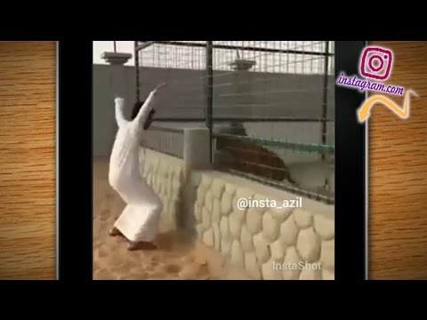 Не стоит дразнить льва в клетке INSTATV.KZ (выпуск 3, часть 3)