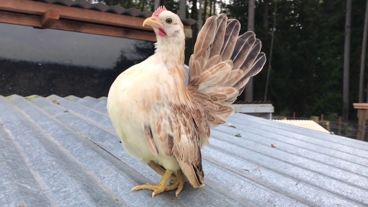Malaysian Serama Pullet :) - YouTube