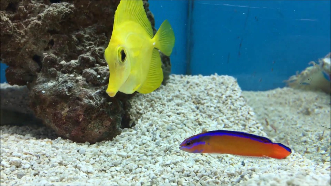 Neon Dottyback & Yellow Tang Saltwater Tank - YouTube