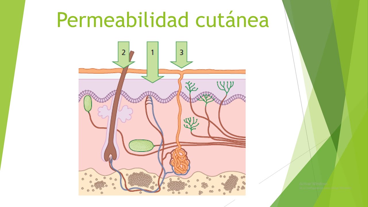 Permeabilidad Cutánea - YouTube