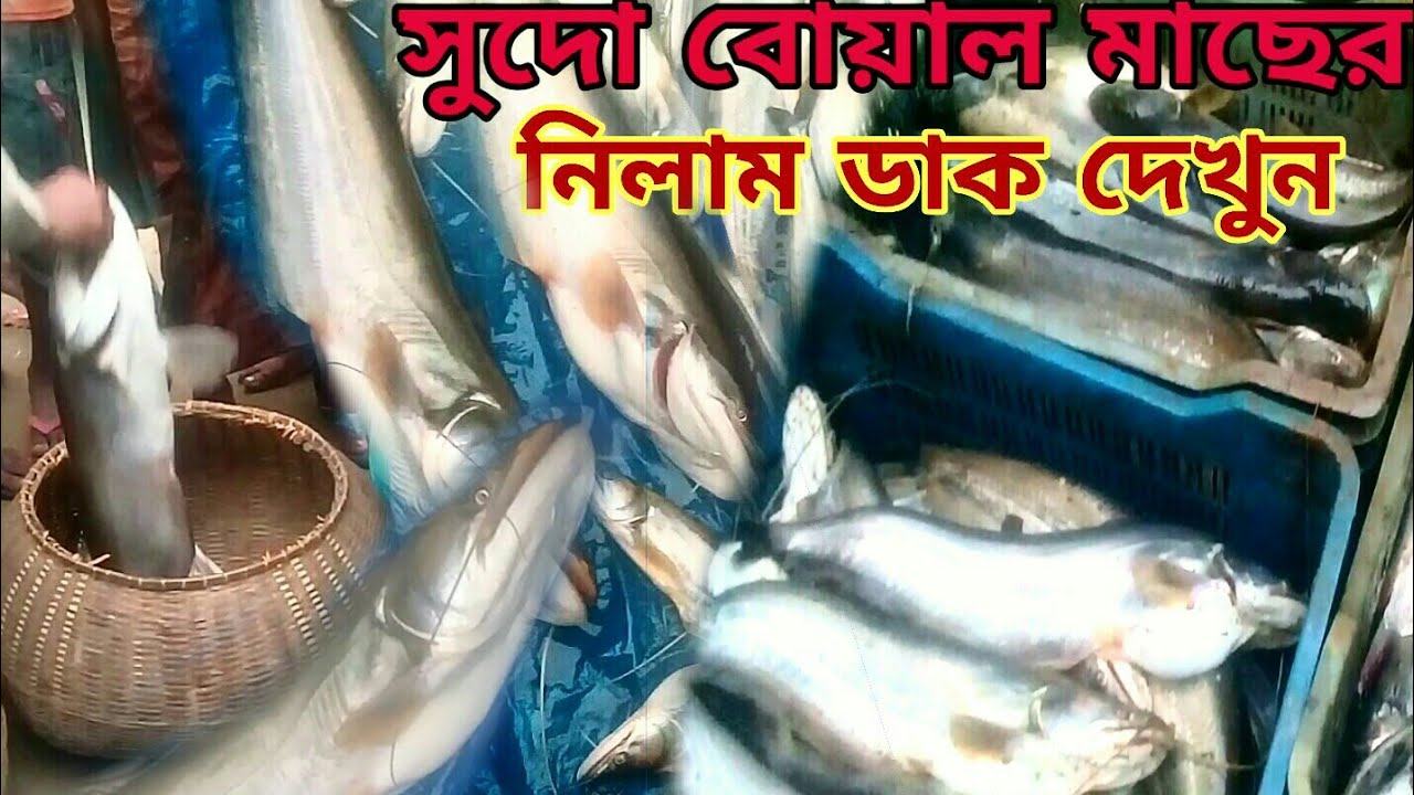 হাওরের সুদো বোয়াল মাছ নিলামে বেচা কিনা দেখুন,#hakaluki tv Hakaluki ...
