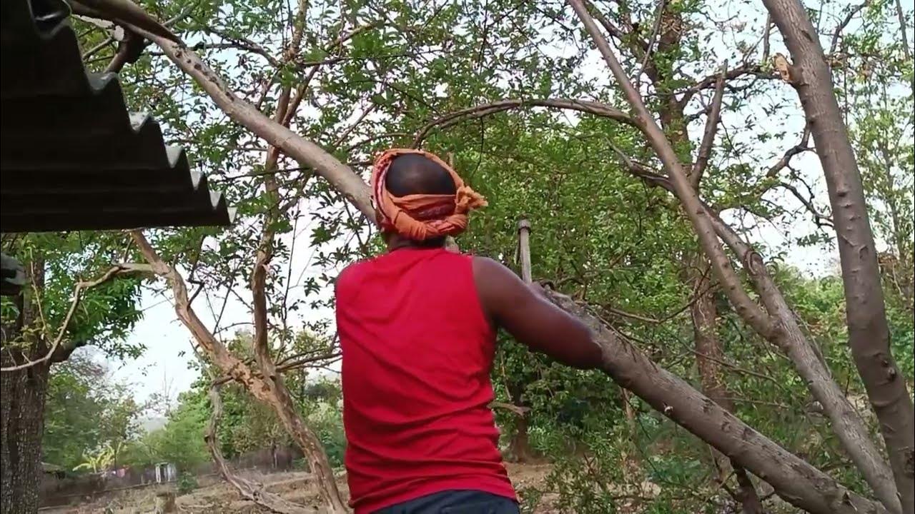 My house vlog || tree cutting || R. Lugun Official - YouTube