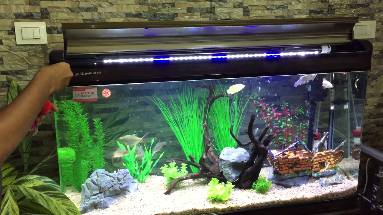 Feeding fish in 4 feet tank - YouTube