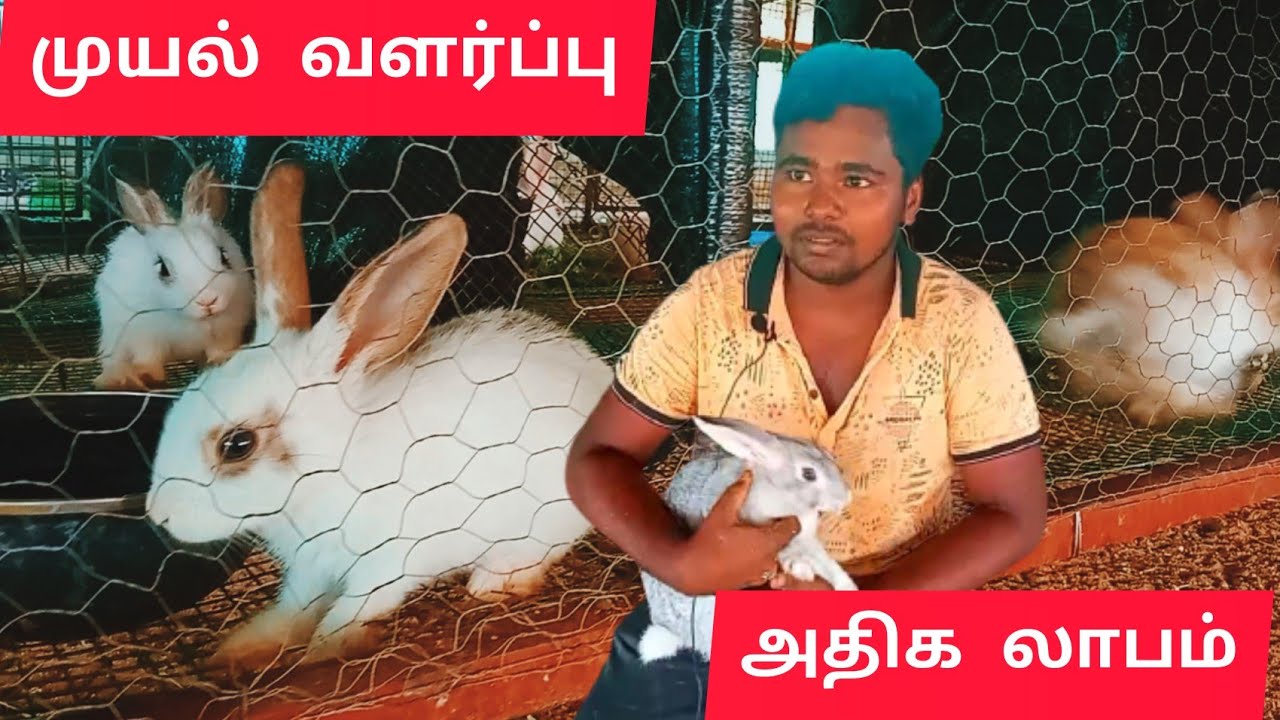 முயல் வளர்ப்பு| muyal pannai|rabbit farming|petmarket ...