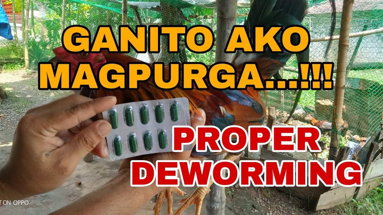 MGA PAMAMARAAN KO SA PAGPUPURGA NG AKING MGA MANOK/PROPER DEWORMING ...