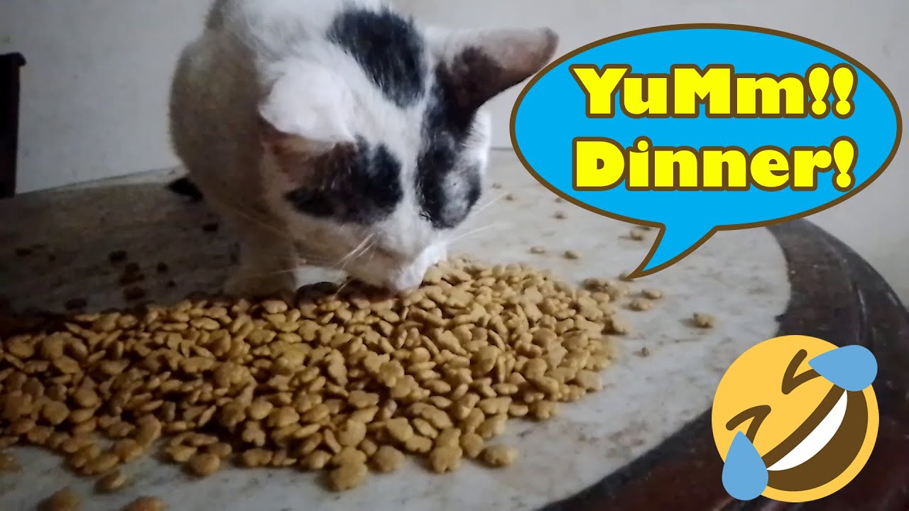Dinner Time! #cat And Friend Eating Really Fast! |FUNNY AND CUTE CATS ...