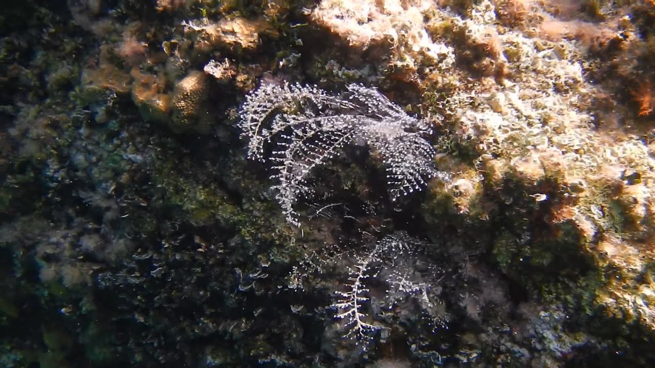 Weihnachtsbaumhydroid (Pennaria disticha) - YouTube
