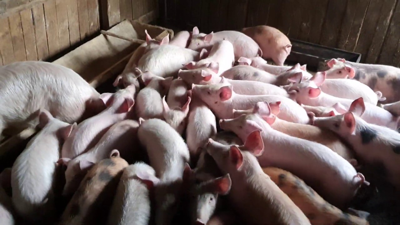 PURCEI METIŞ/ DUROC , MARELE ALB, PIETREAN - YouTube