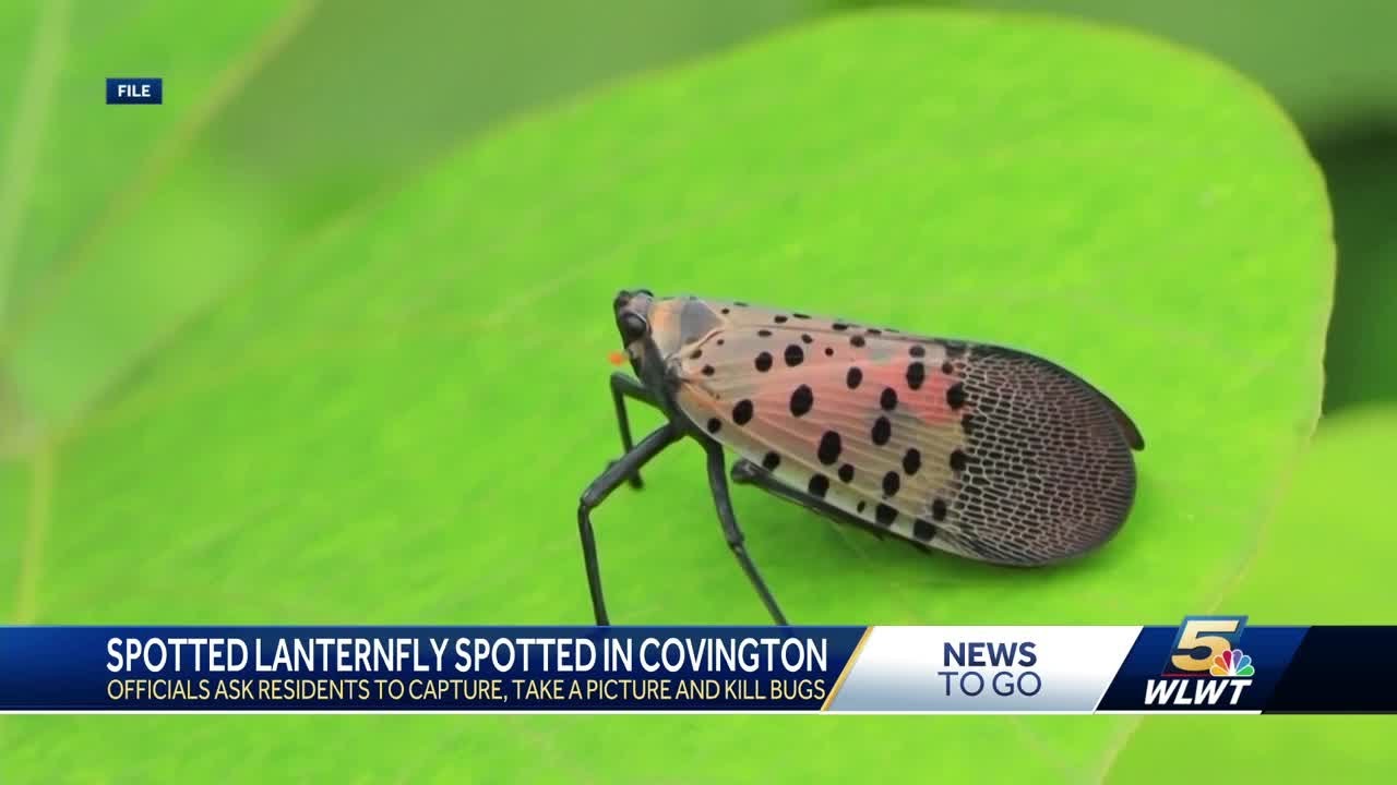 Spotted Lanternfly: Invasive insect spotted in northern Kentucky - YouTube